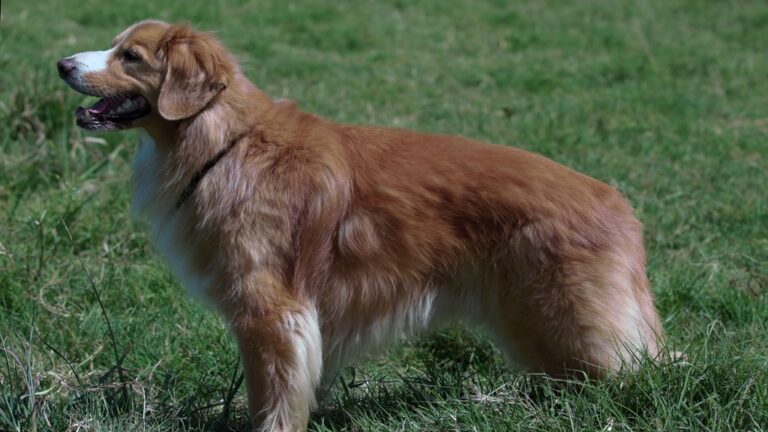 100+ Best Female Hunting Dog Names for Every Breed - Setters Point