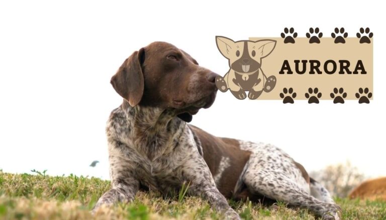 100+ Best Female Hunting Dog Names for Every Breed - Setters Point