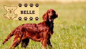 100+ Best Female Hunting Dog Names for Every Breed - Setters Point
