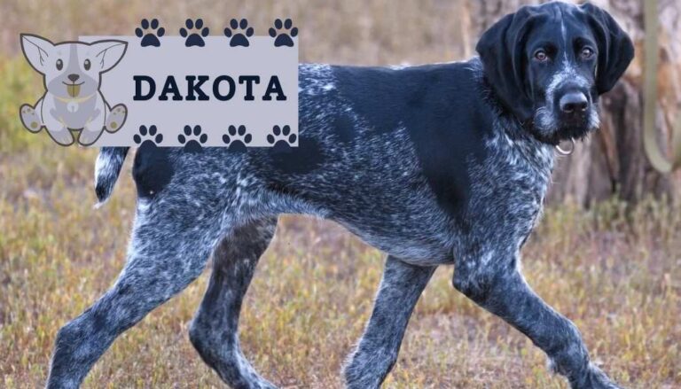 100+ Best Female Hunting Dog Names for Every Breed - Setters Point