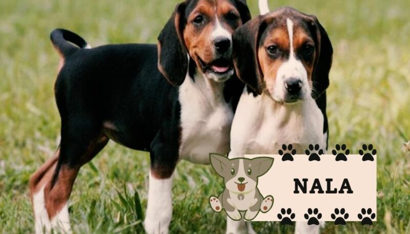 100+ Best Female Hunting Dog Names for Every Breed - Setters Point