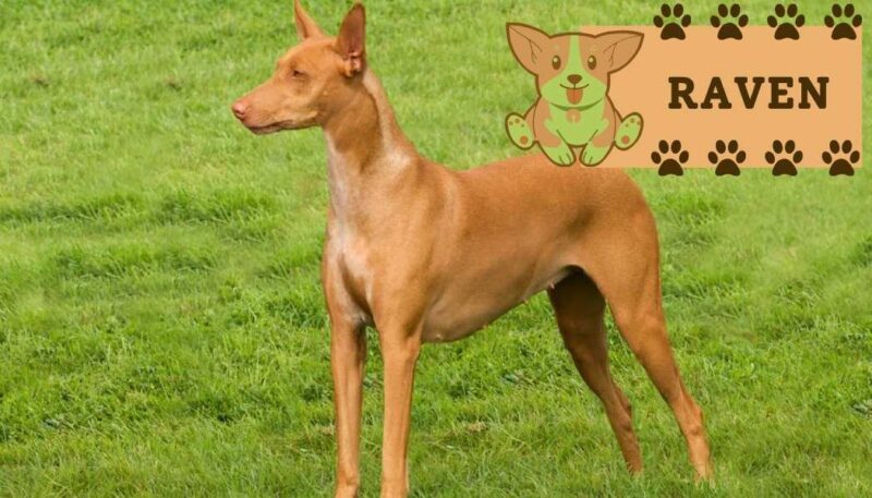 100+ Best Female Hunting Dog Names for Every Breed - Setters Point