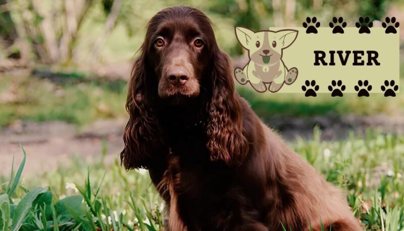 100+ Best Female Hunting Dog Names for Every Breed - Setters Point
