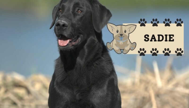 100+ Best Female Hunting Dog Names for Every Breed - Setters Point