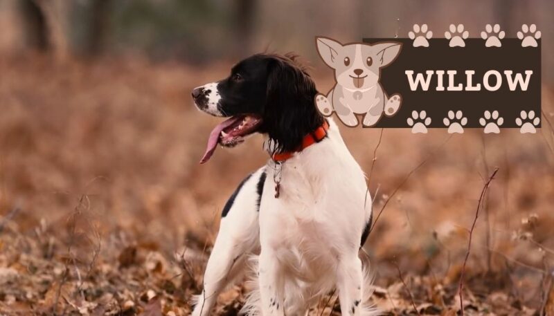 100+ Best Female Hunting Dog Names for Every Breed - Setters Point