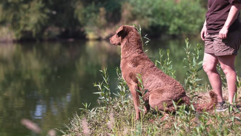 100+ Best Female Hunting Dog Names for Every Breed - Setters Point