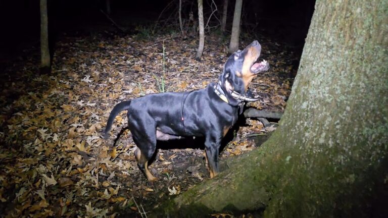 Top 15 Best Bear Hunting Dogs for Every Hunter - Setters Point