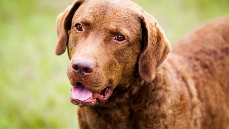 The Best Duck Hunting Dogs: Top Breeds for Every Hunter - Setters Point