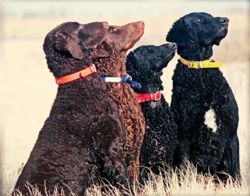 The Best Duck Hunting Dogs: Top Breeds for Every Hunter - Setters Point