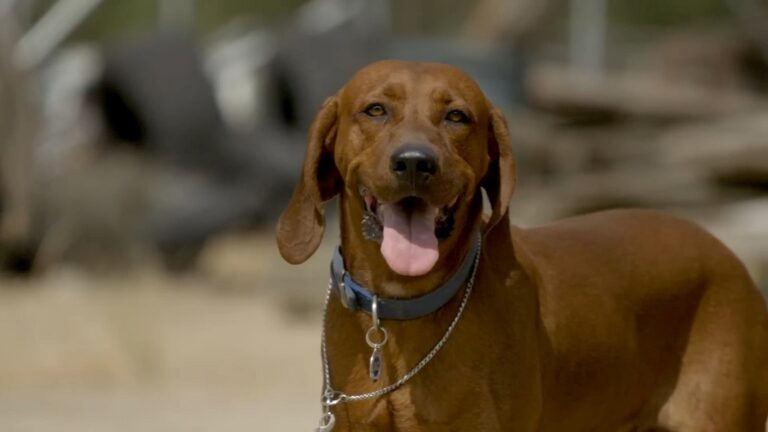 Top 15 Best Bear Hunting Dogs for Every Hunter - Setters Point