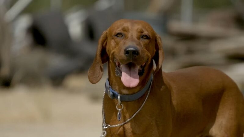 Top 15 Best Bear Hunting Dogs for Every Hunter - Setters Point