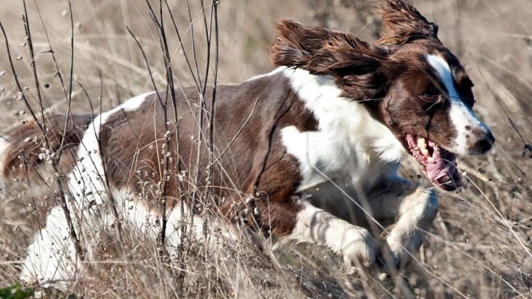 The Best Duck Hunting Dogs: Top Breeds for Every Hunter - Setters Point