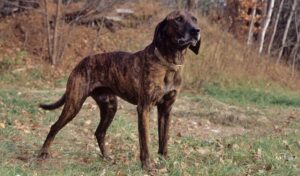 Top 15 Best Bear Hunting Dogs for Every Hunter - Setters Point