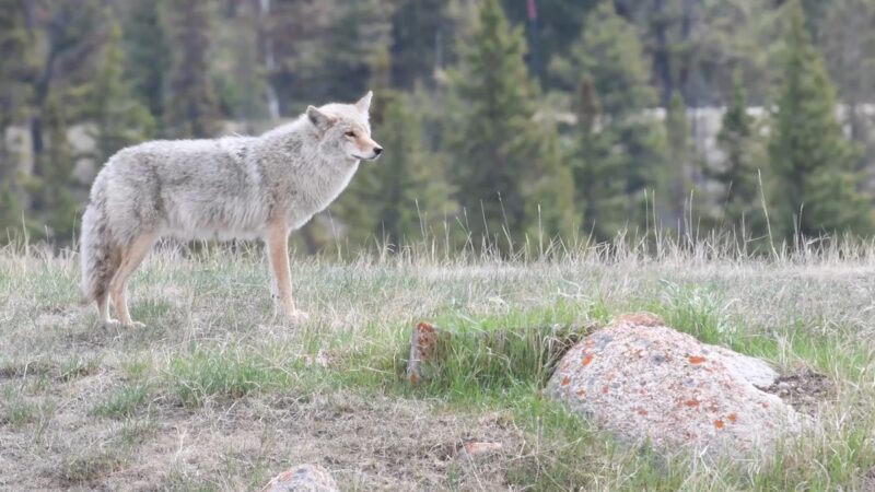 Are Coyotes Lone Hunters or Do They Operate in Packs? - Setters Point