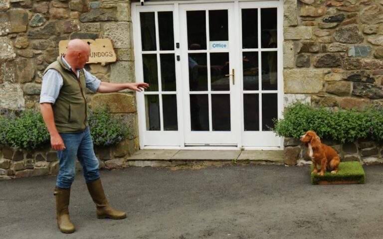 Bird Hunting Dog Training Guide - Proven Methods and Strategies ...