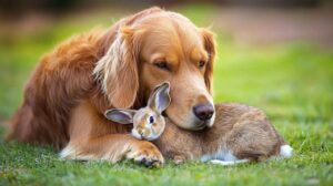 Best Dog Breeds for Rabbit Hunting - A Comprehensive Guide - Setters Point