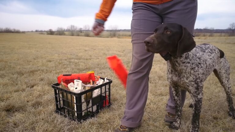 Bird Hunting Dog Training Guide - Proven Methods and Strategies ...