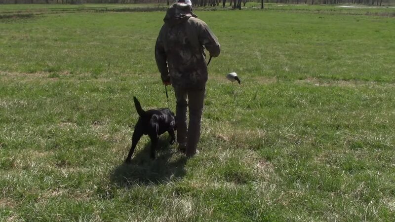 Bird Hunting Dog Training Guide - Proven Methods and Strategies ...