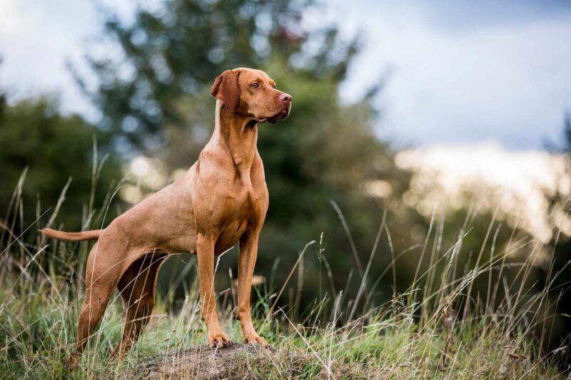 Top 15 Best Bear Hunting Dogs for Every Hunter - Setters Point